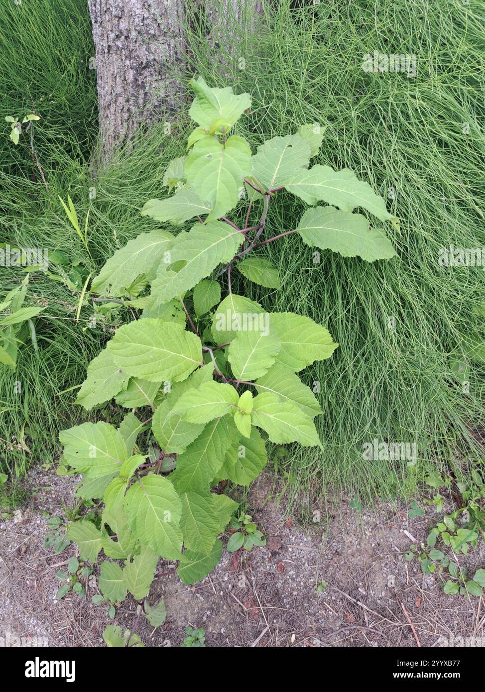 citronella horse balm (Collinsonia canadensis Stock Photo - Alamy