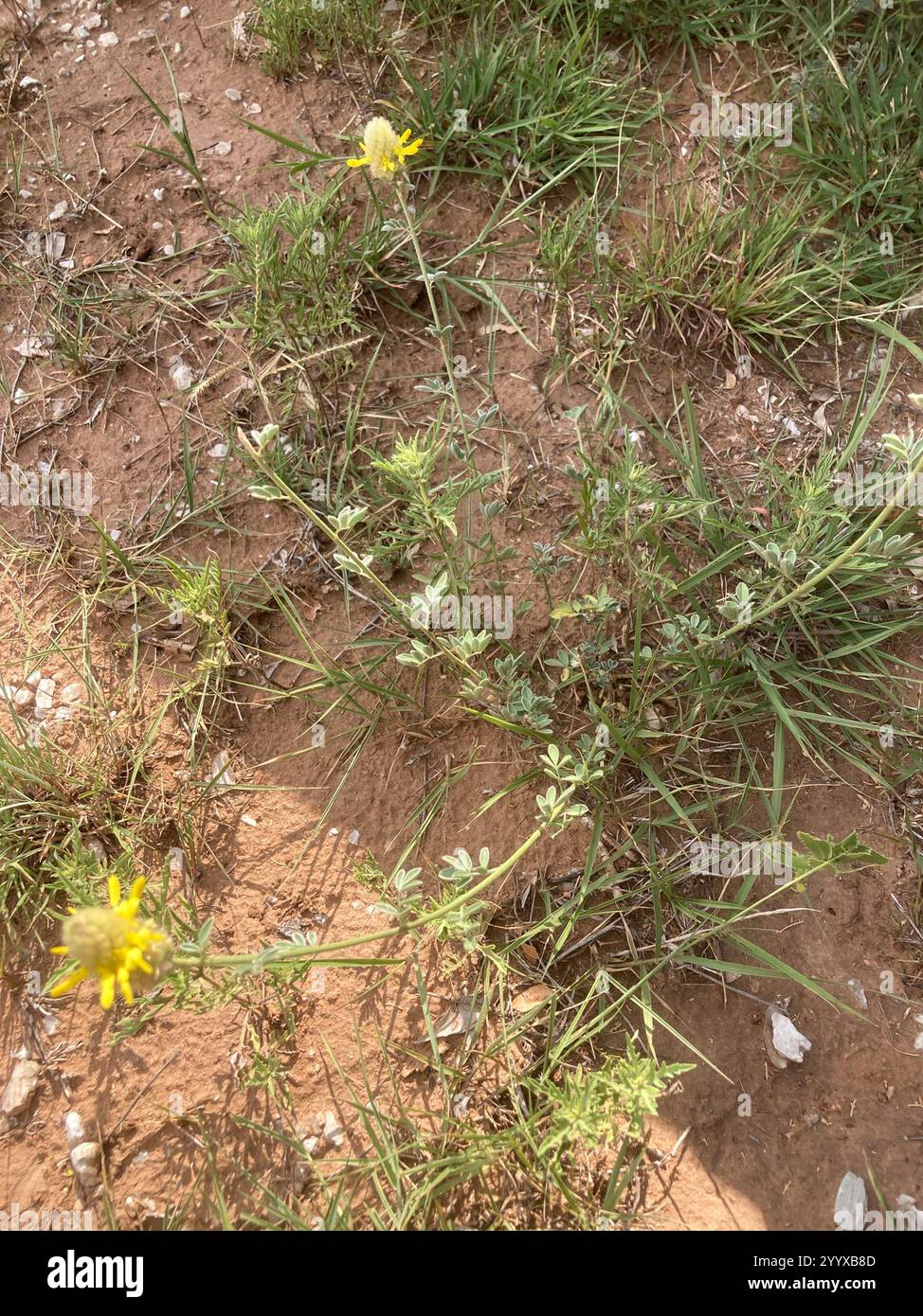 Dalea aurea hi-res stock photography and images - Alamy