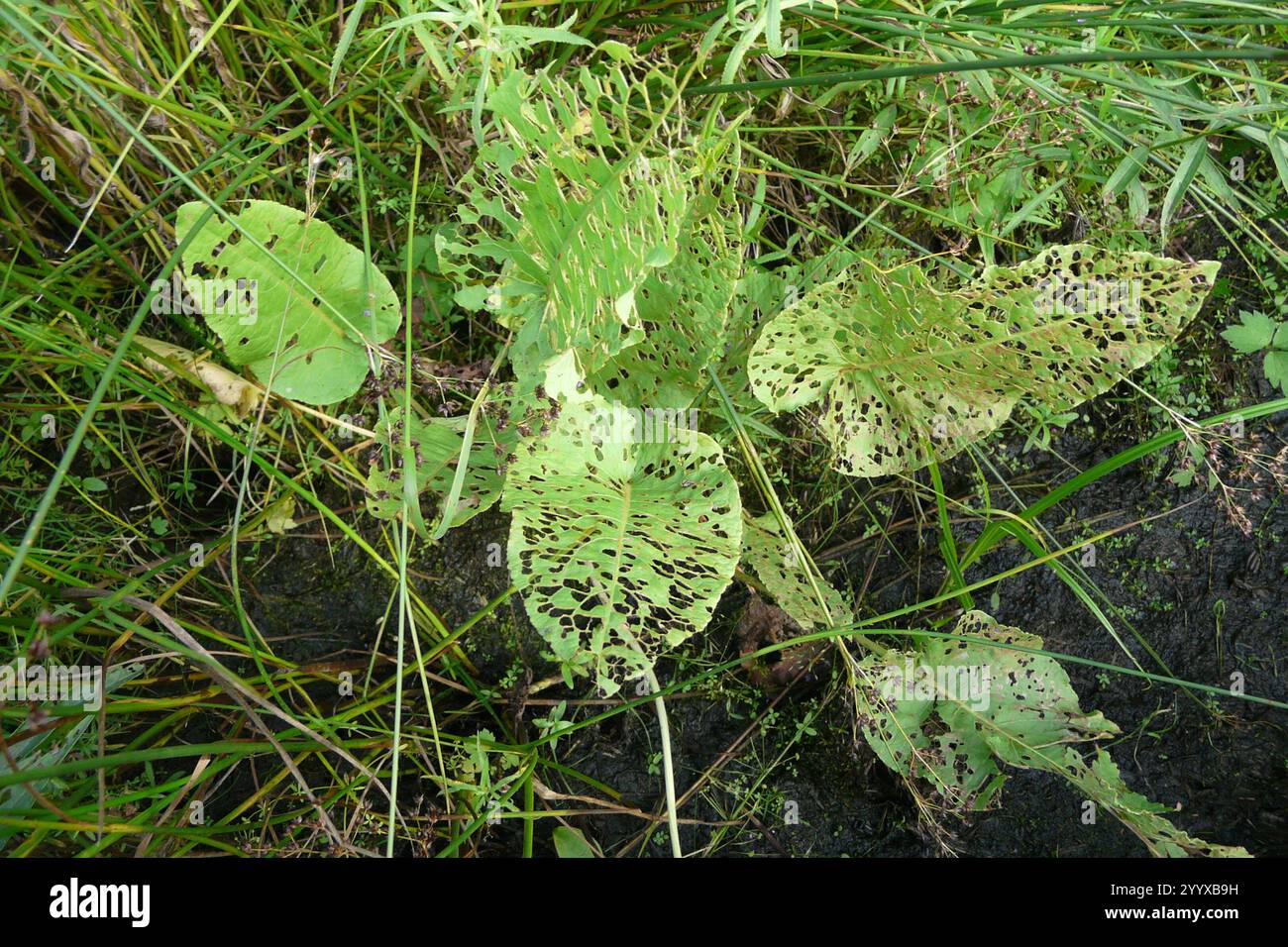 Amphibious Yellowcress (Rorippa amphibia Stock Photo - Alamy