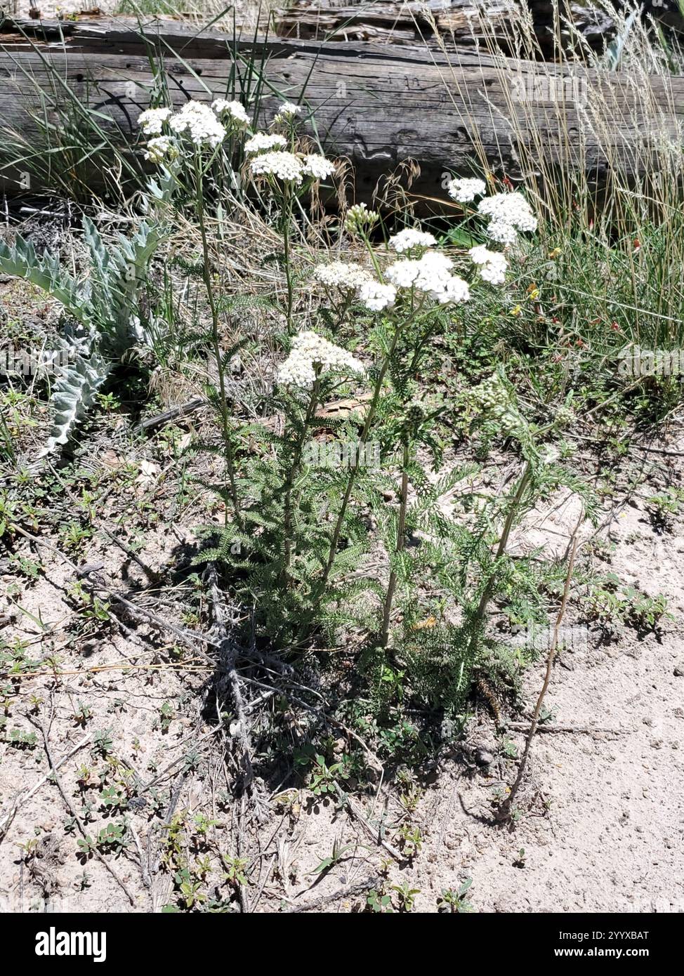 common yarrow (Achillea millefolium Stock Photo - Alamy