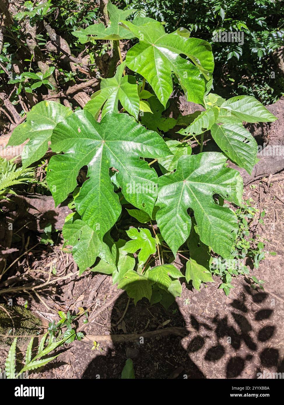 trumpet tree (Cecropia peltata Stock Photo - Alamy