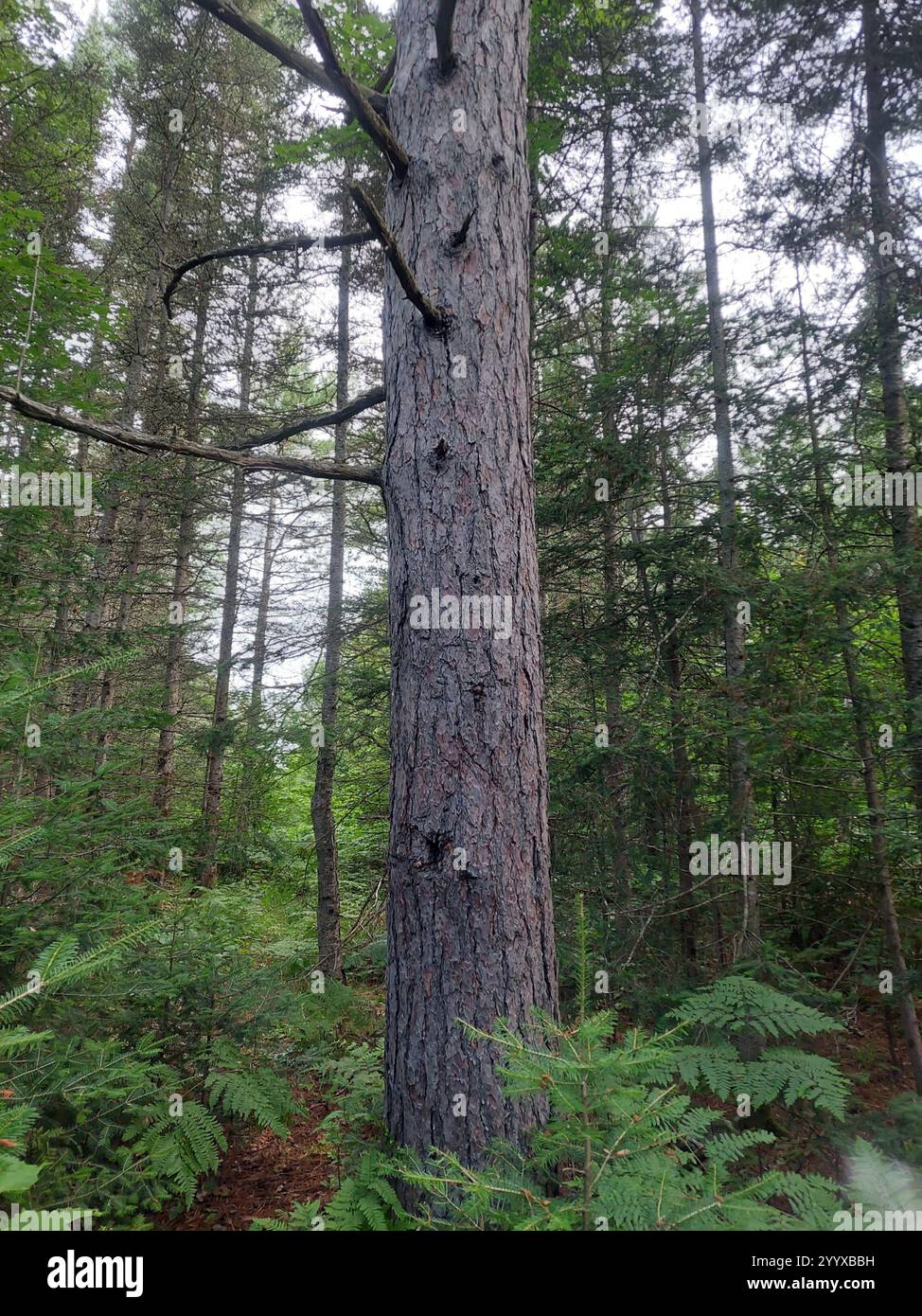 red pine (Pinus resinosa Stock Photo - Alamy
