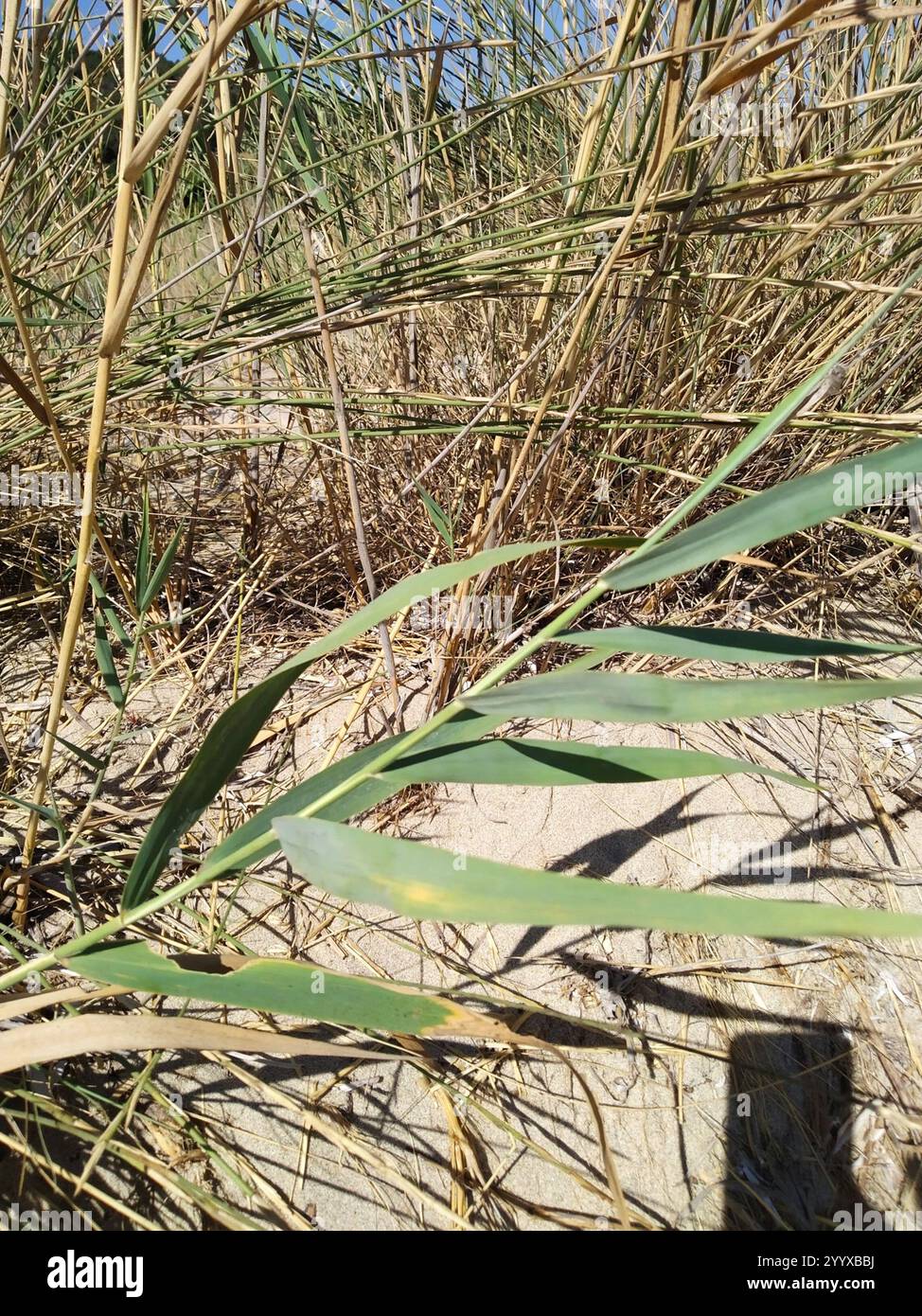 European reed (Phragmites australis australis Stock Photo - Alamy