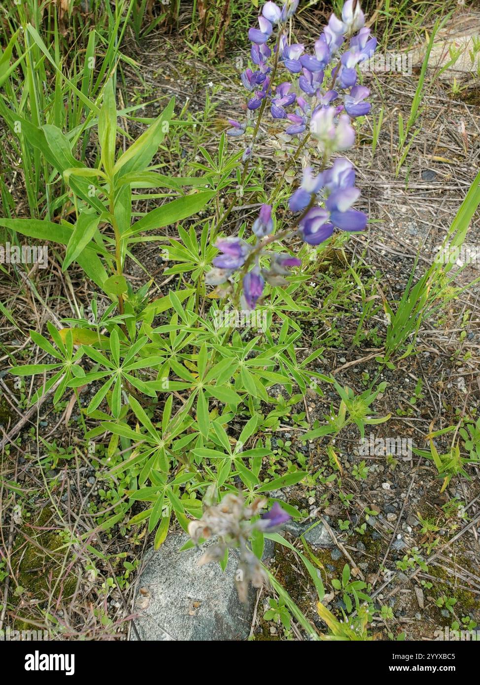 Broadleaf Lupine (Lupinus latifolius Stock Photo - Alamy