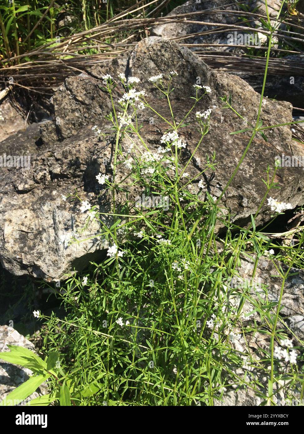 Common Marsh-bedstraw (Galium palustre Stock Photo - Alamy