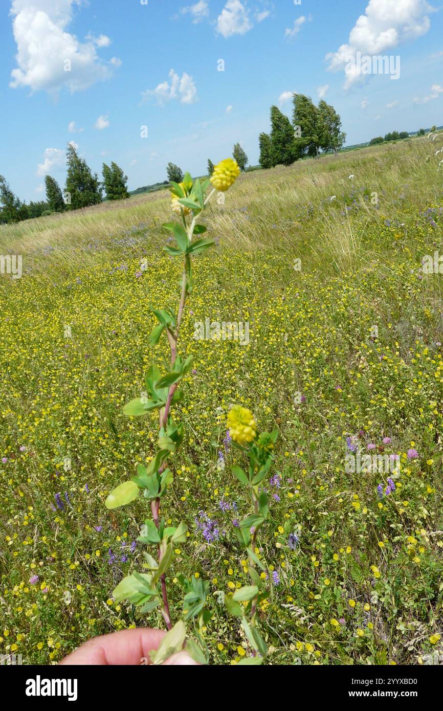 large hop clover (Trifolium aureum Stock Photo - Alamy