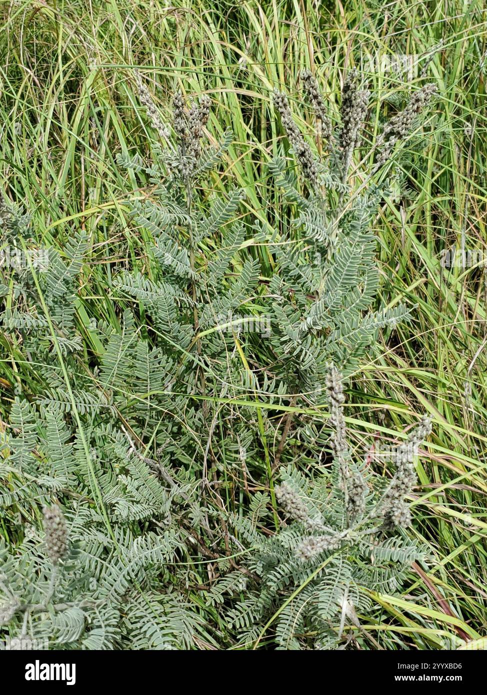 leadplant (Amorpha canescens Stock Photo - Alamy