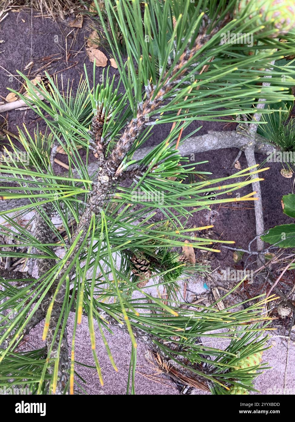 hard pines (Pinus Stock Photo - Alamy