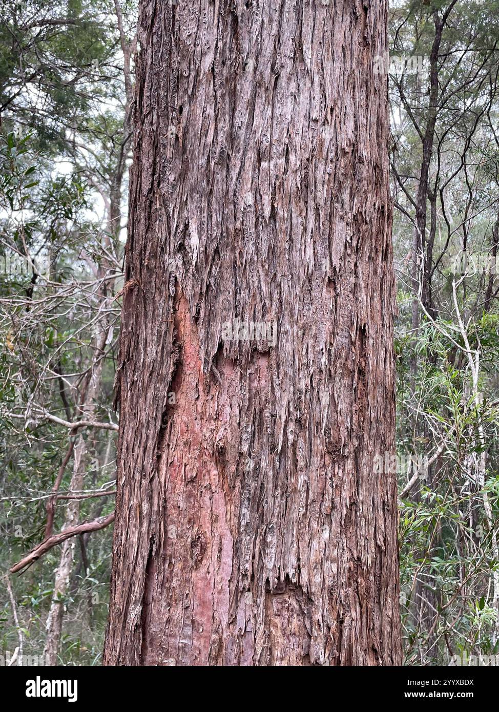 Tallowwood (Eucalyptus microcorys Stock Photo - Alamy