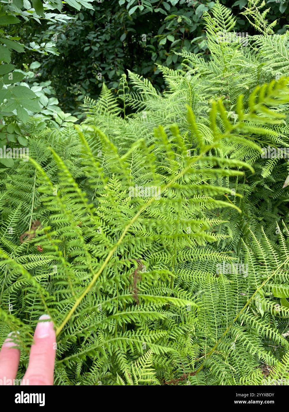 lady fern (Athyrium filix-femina Stock Photo - Alamy