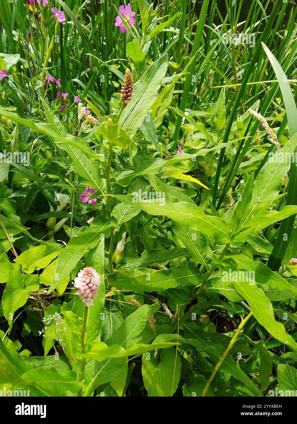 water smartweed (Persicaria amphibia Stock Photo - Alamy