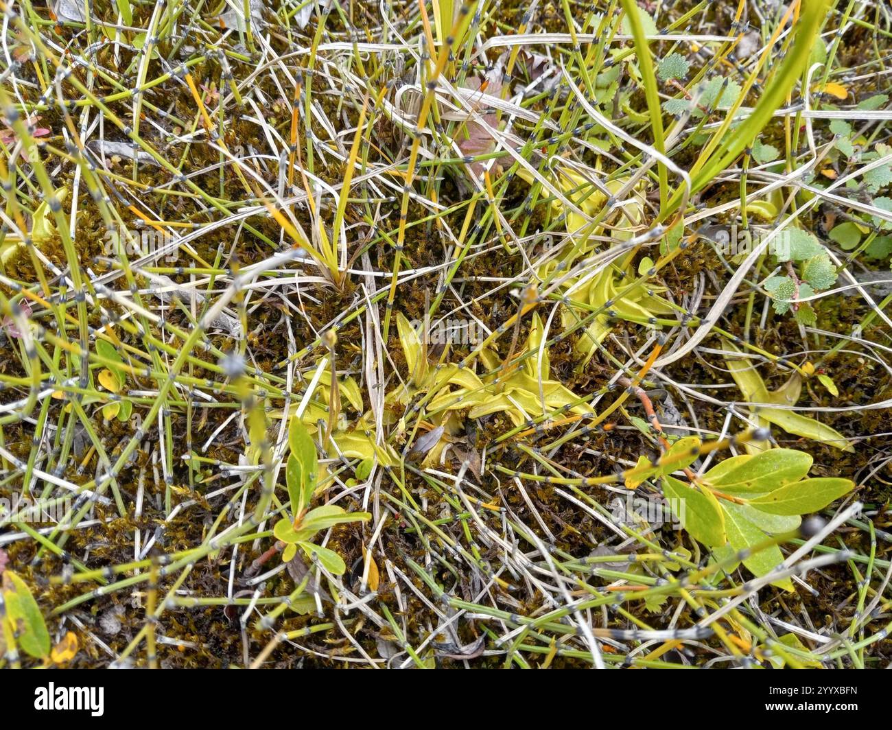 Common Butterwort (Pinguicula vulgaris Stock Photo - Alamy