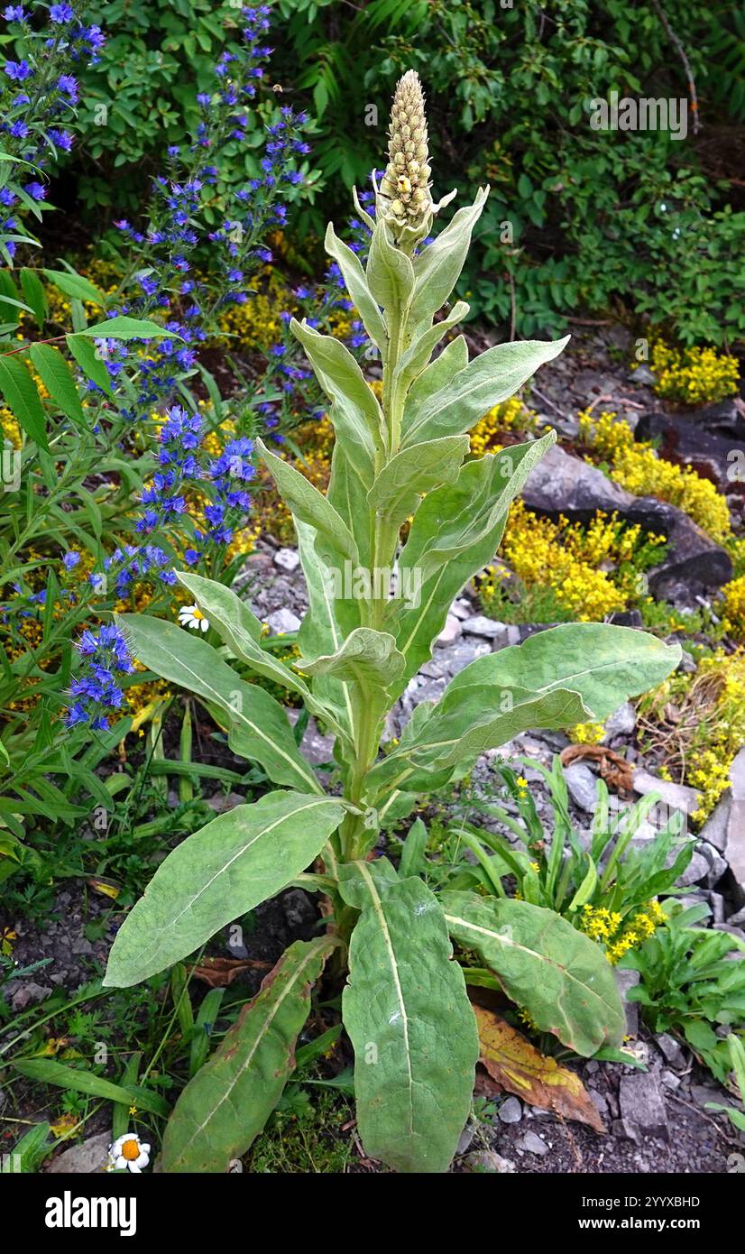 great mullein (Verbascum thapsus Stock Photo - Alamy