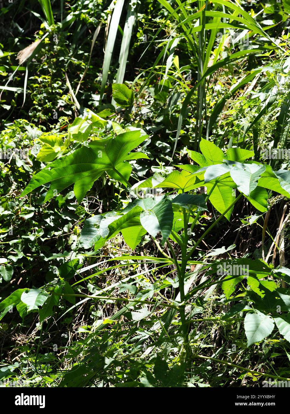 Rice paper plant (Tetrapanax papyrifer Stock Photo - Alamy