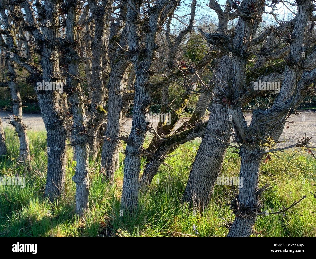 Oregon oak (Quercus garryana Stock Photo - Alamy