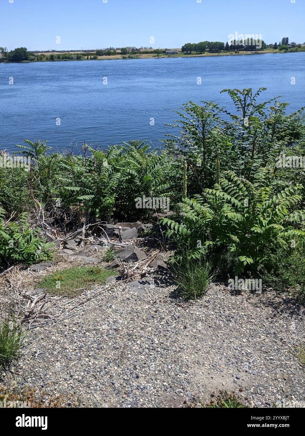 tree-of-heaven (Ailanthus altissima Stock Photo - Alamy