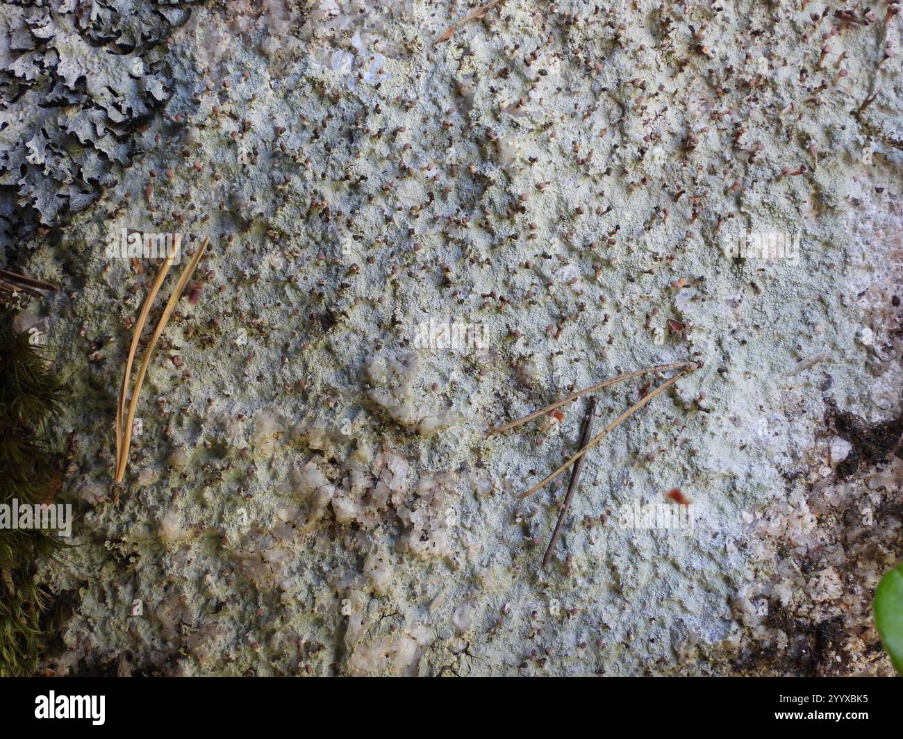Brown Beret Lichen (Baeomyces rufus Stock Photo - Alamy