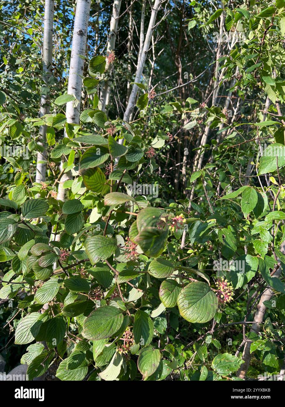 Round-leaved Dogwood (Cornus rugosa Stock Photo - Alamy