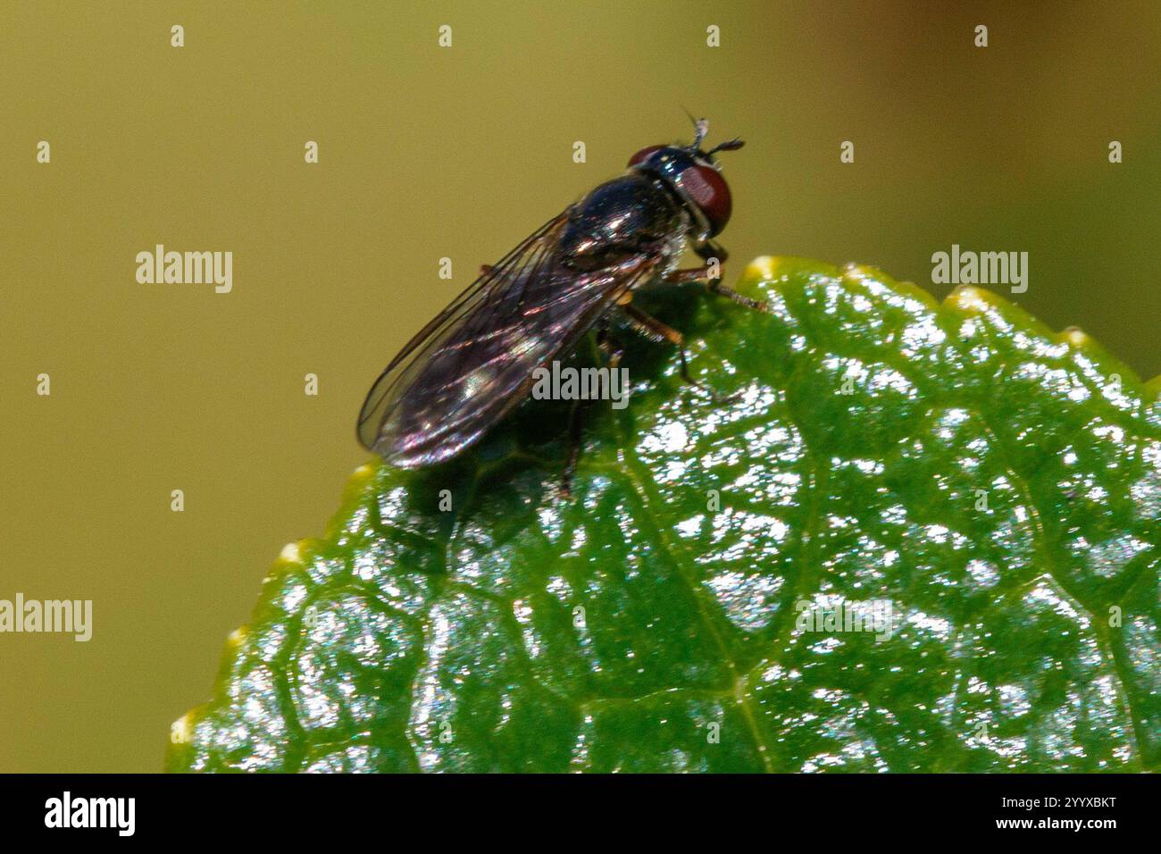 Typical Hover Flies (Syrphinae Stock Photo - Alamy