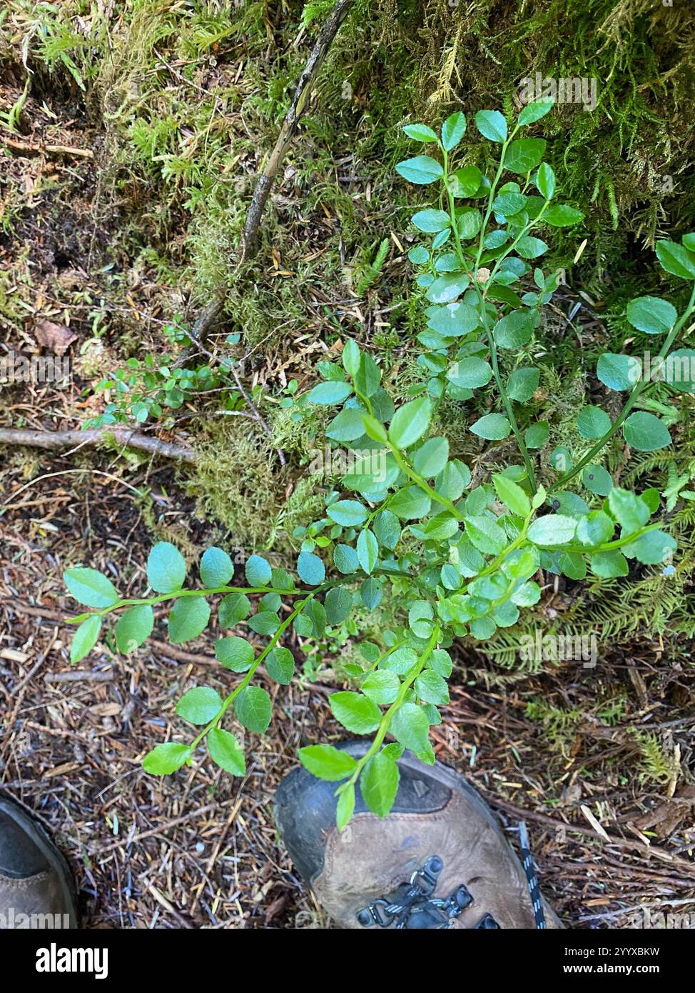 Vaccinium parvifolium hi-res stock photography and images - Alamy