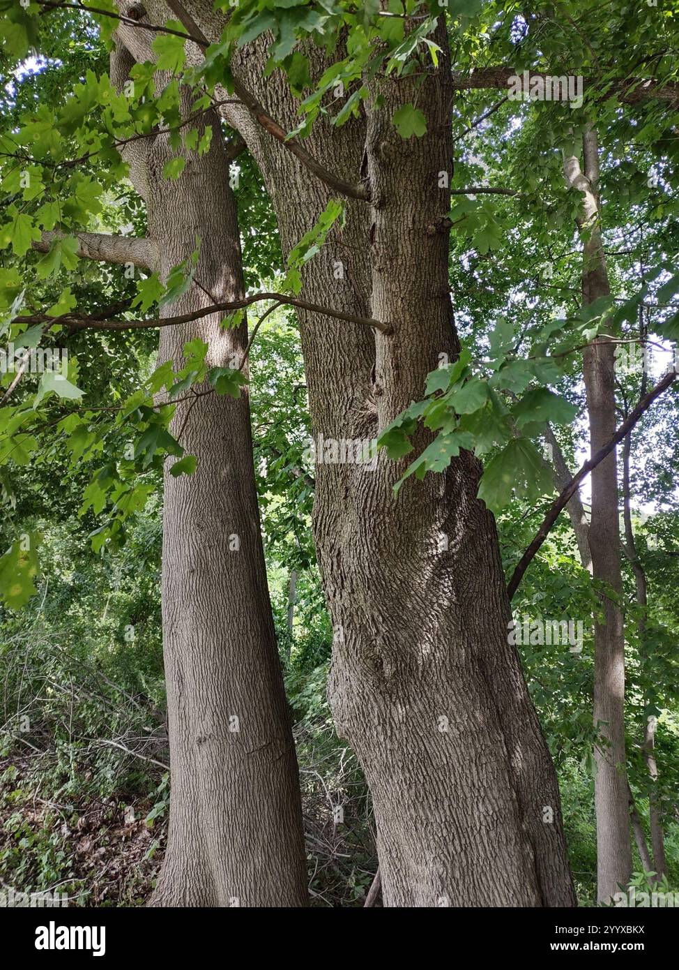 Norway maple (Acer platanoides Stock Photo - Alamy