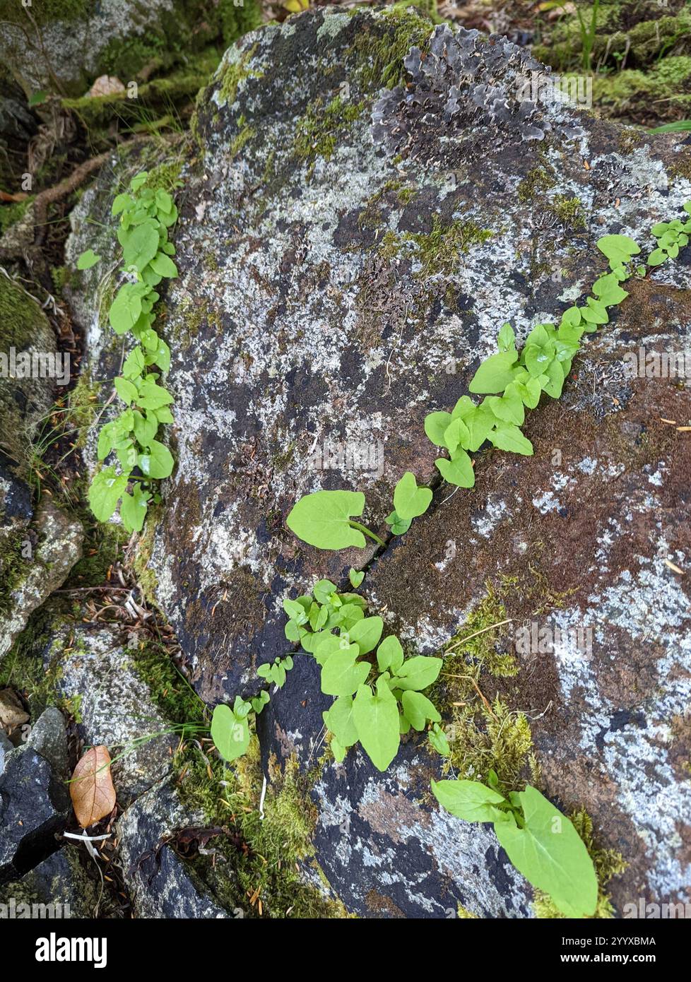 western rattlesnake root (Nabalus alatus Stock Photo - Alamy