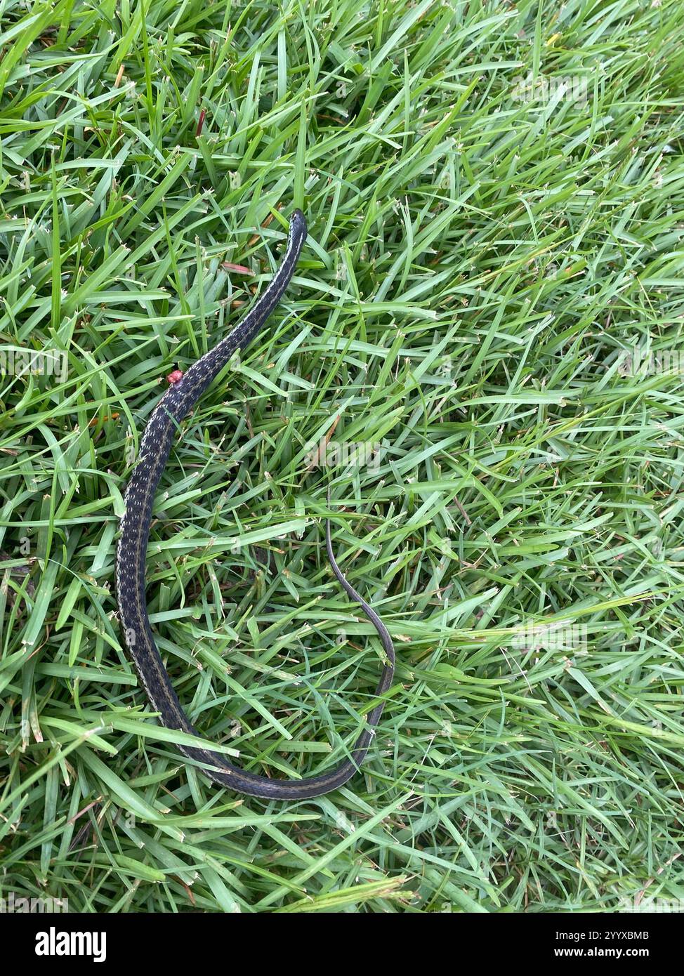 Common Garter Snake (Thamnophis sirtalis Stock Photo - Alamy