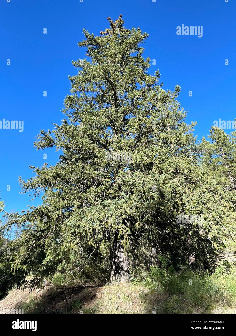 Engelmann spruce (Picea engelmannii Stock Photo - Alamy