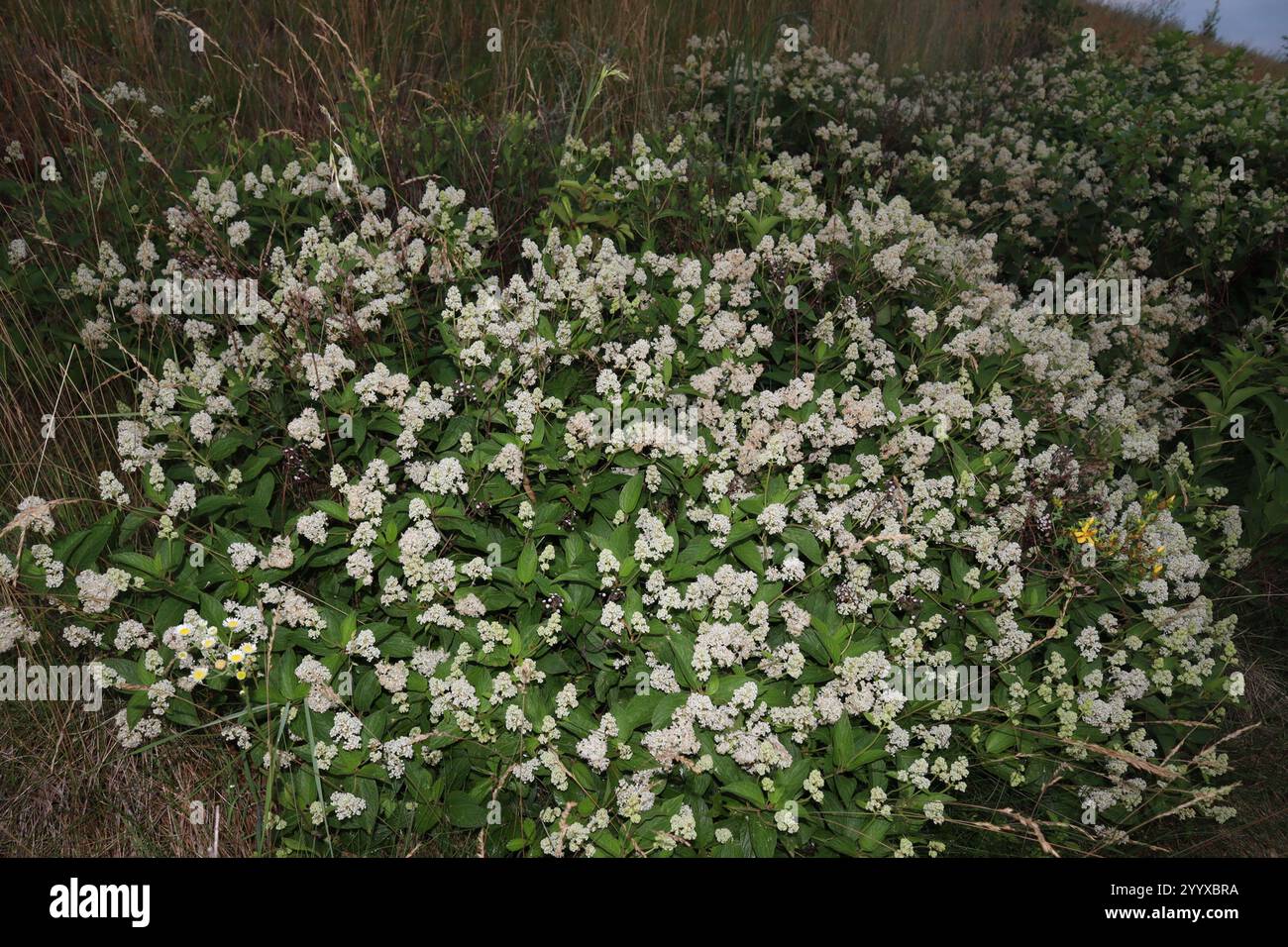 New Jersey tea (Ceanothus americanus Stock Photo - Alamy