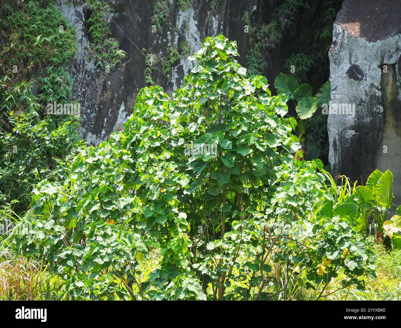 sea hibiscus (Hibiscus tiliaceus Stock Photo - Alamy