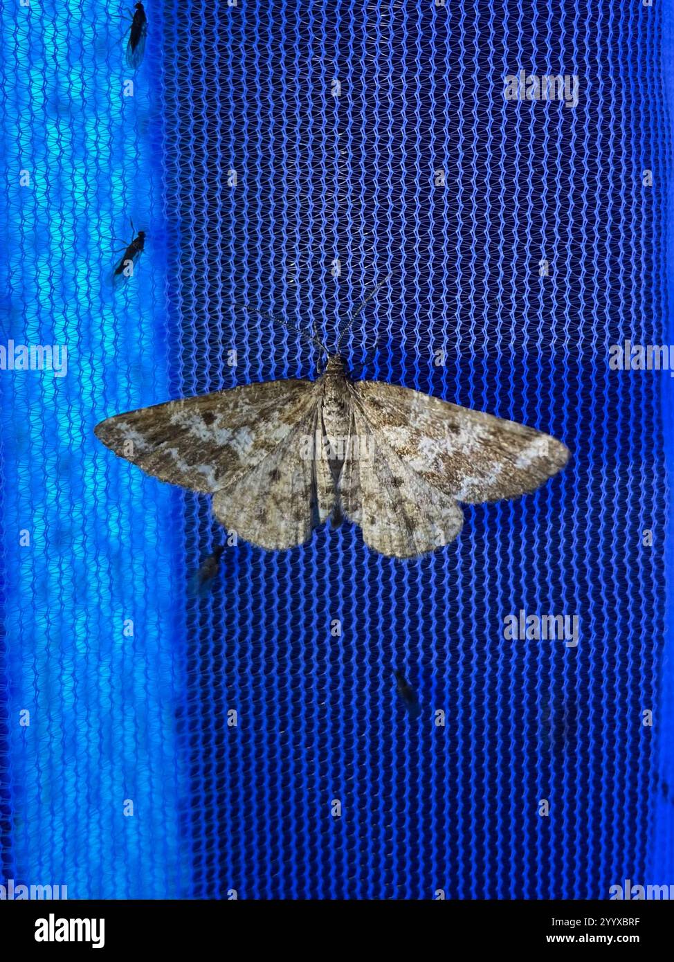 Powder Moth (Eufidonia notataria Stock Photo - Alamy