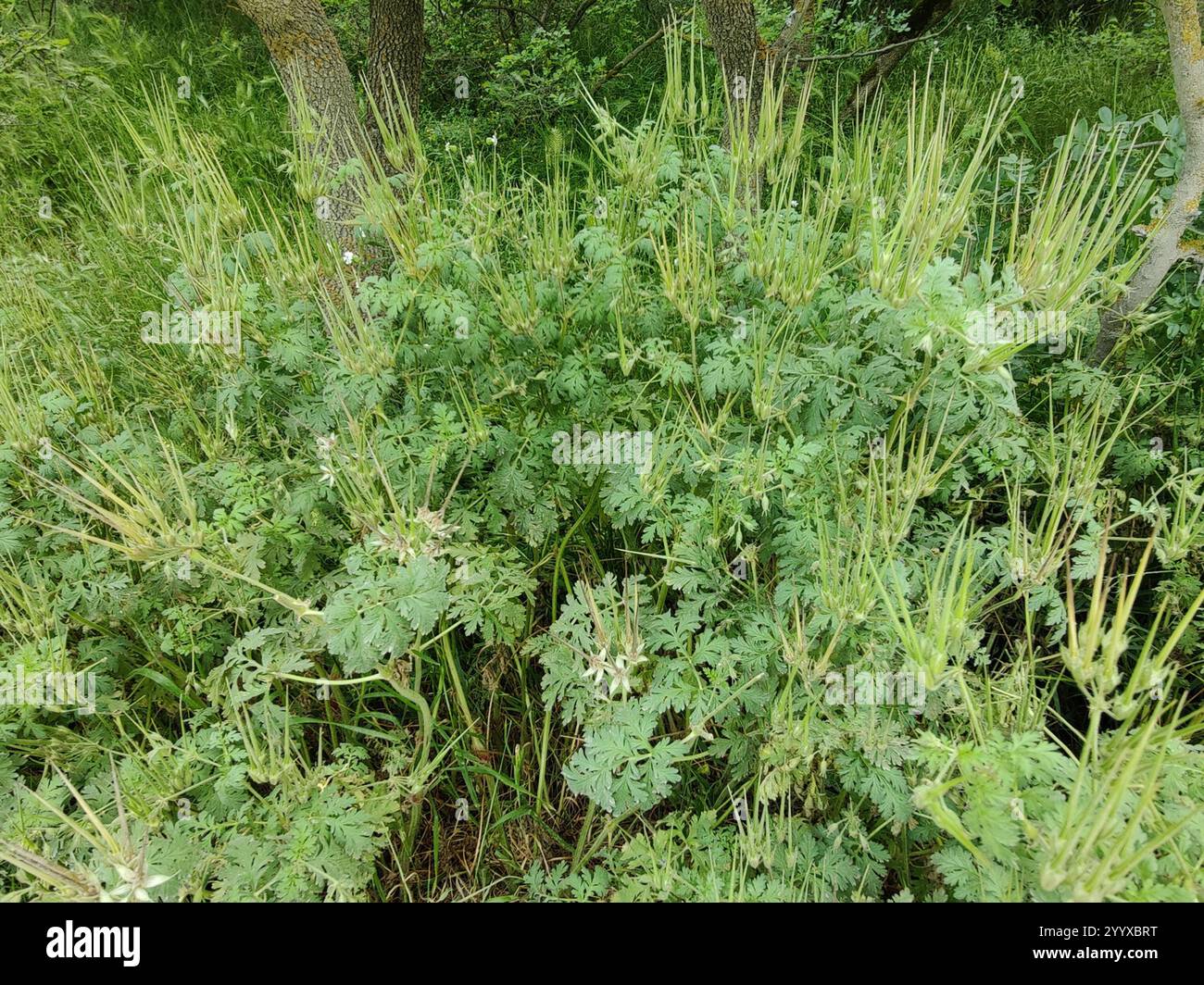 Storks bill erodium ciconium hi-res stock photography and images - Alamy