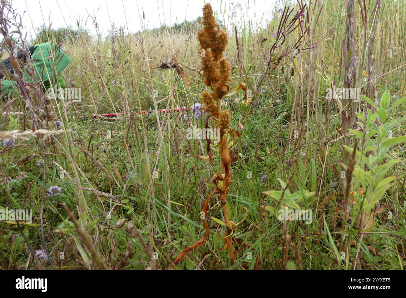 Golden Dock (Rumex maritimus Stock Photo - Alamy