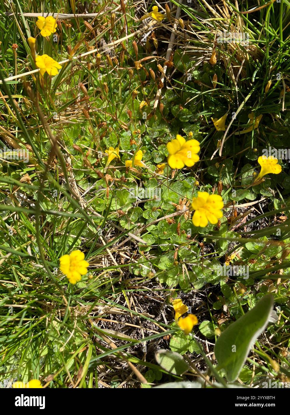 primrose monkeyflower (Erythranthe primuloides Stock Photo - Alamy