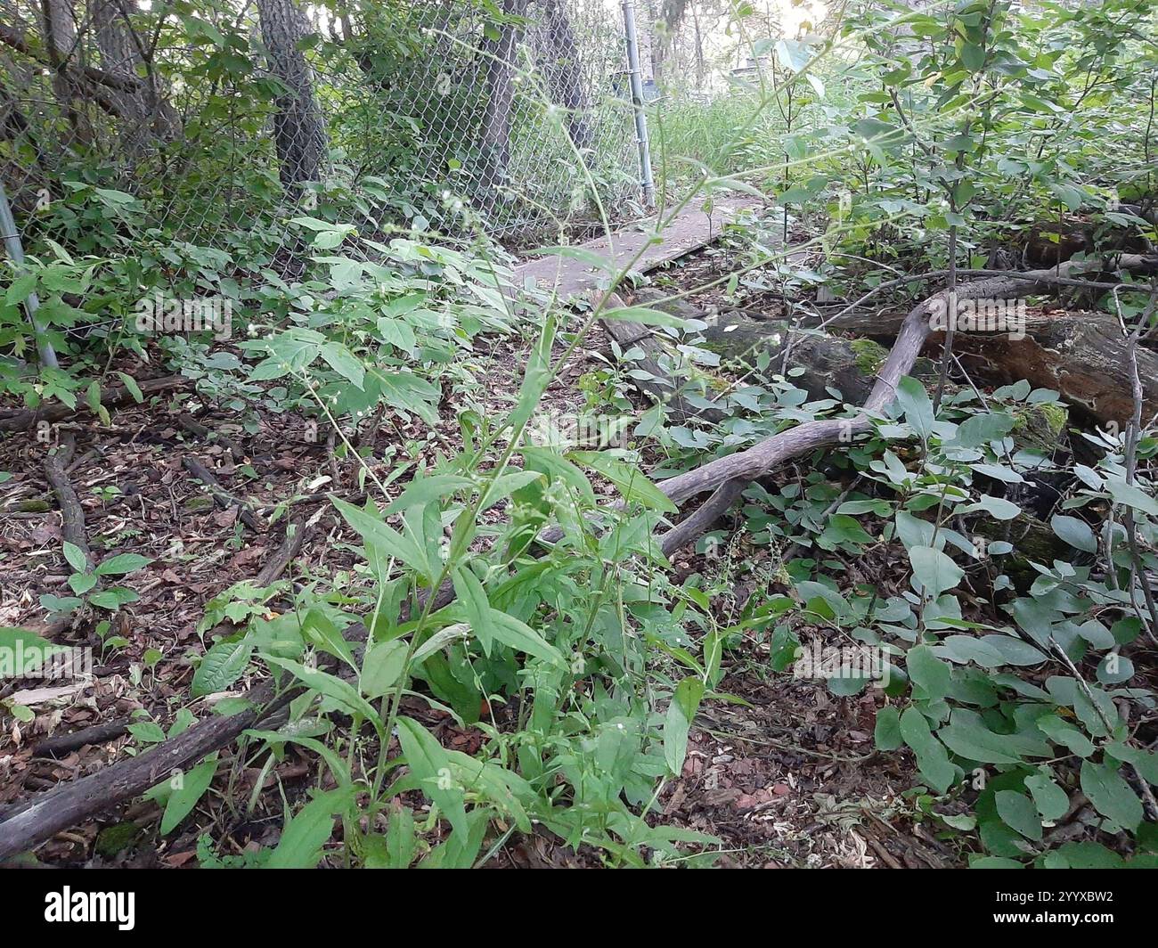 Hackelia deflexa hi-res stock photography and images - Alamy