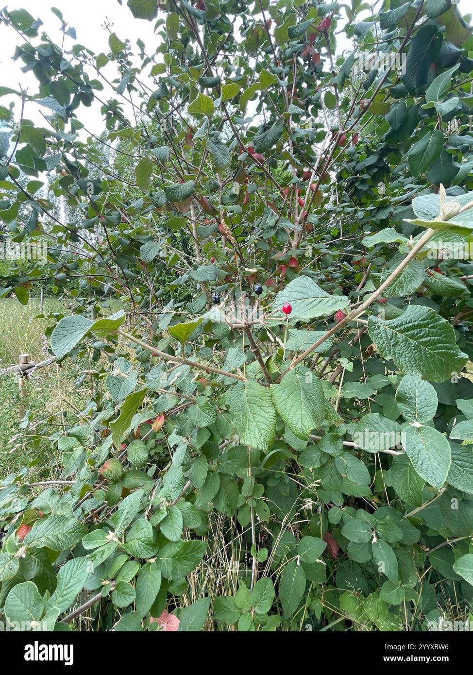 Wayfaring-tree (Viburnum lantana Stock Photo - Alamy