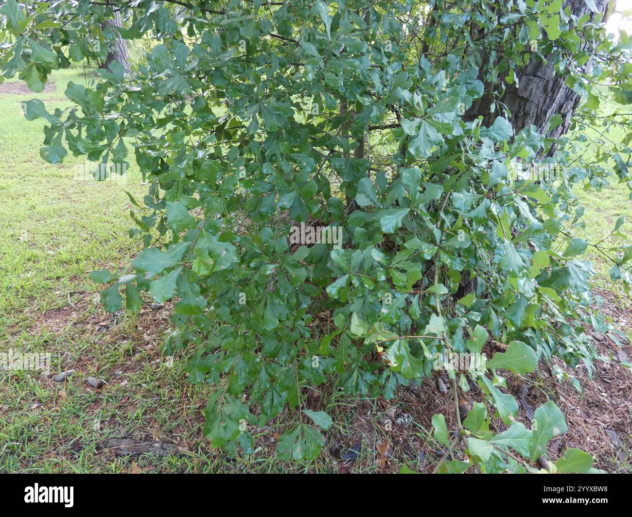 water oak (Quercus nigra Stock Photo - Alamy