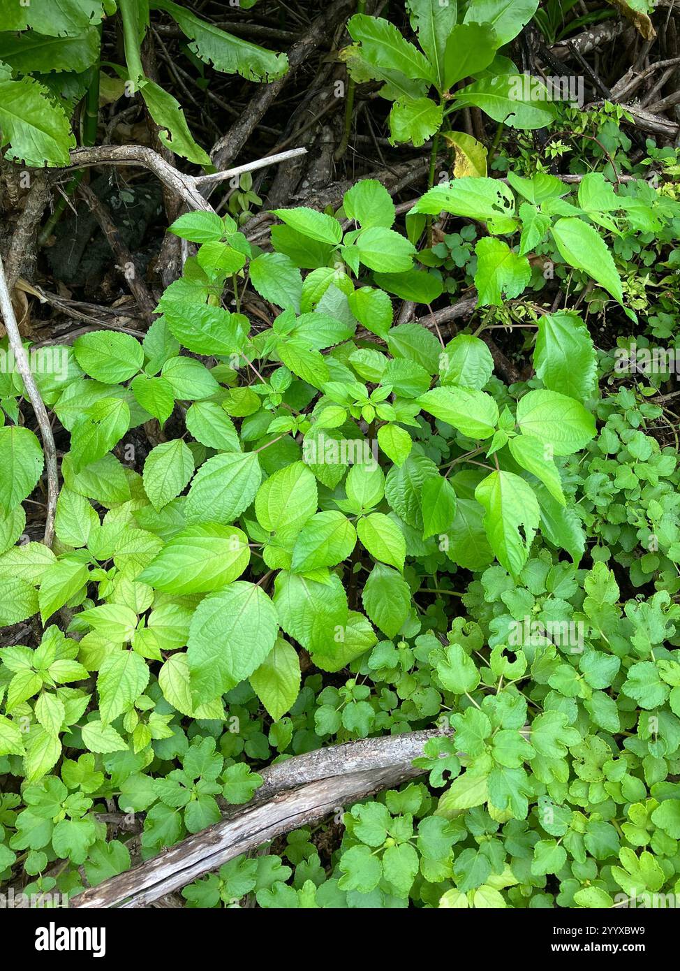 False Stinger (Pipturus argenteus Stock Photo - Alamy