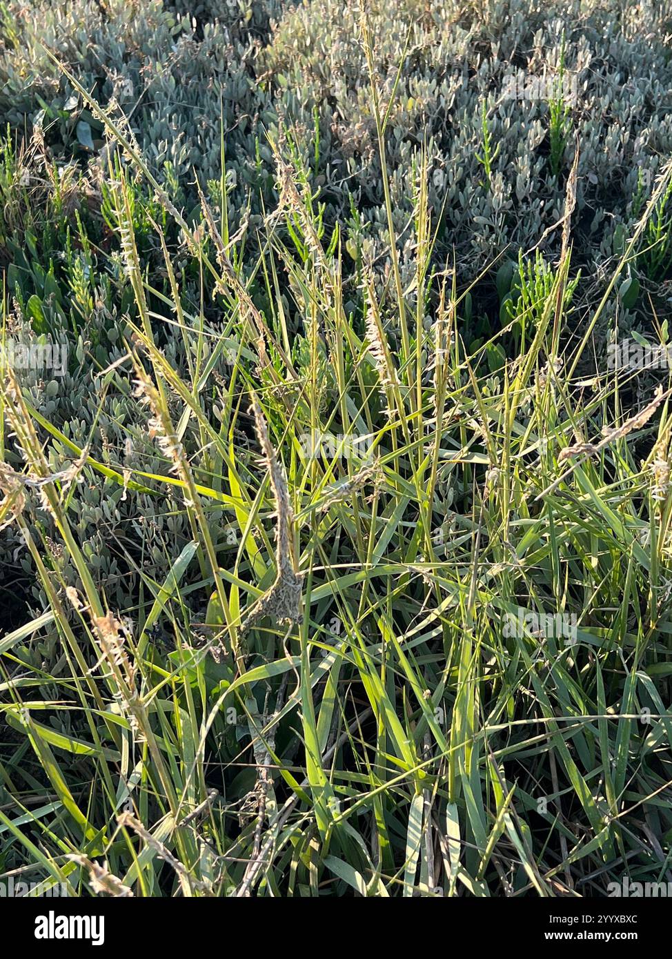 common cordgrass (Sporobolus anglicus Stock Photo - Alamy
