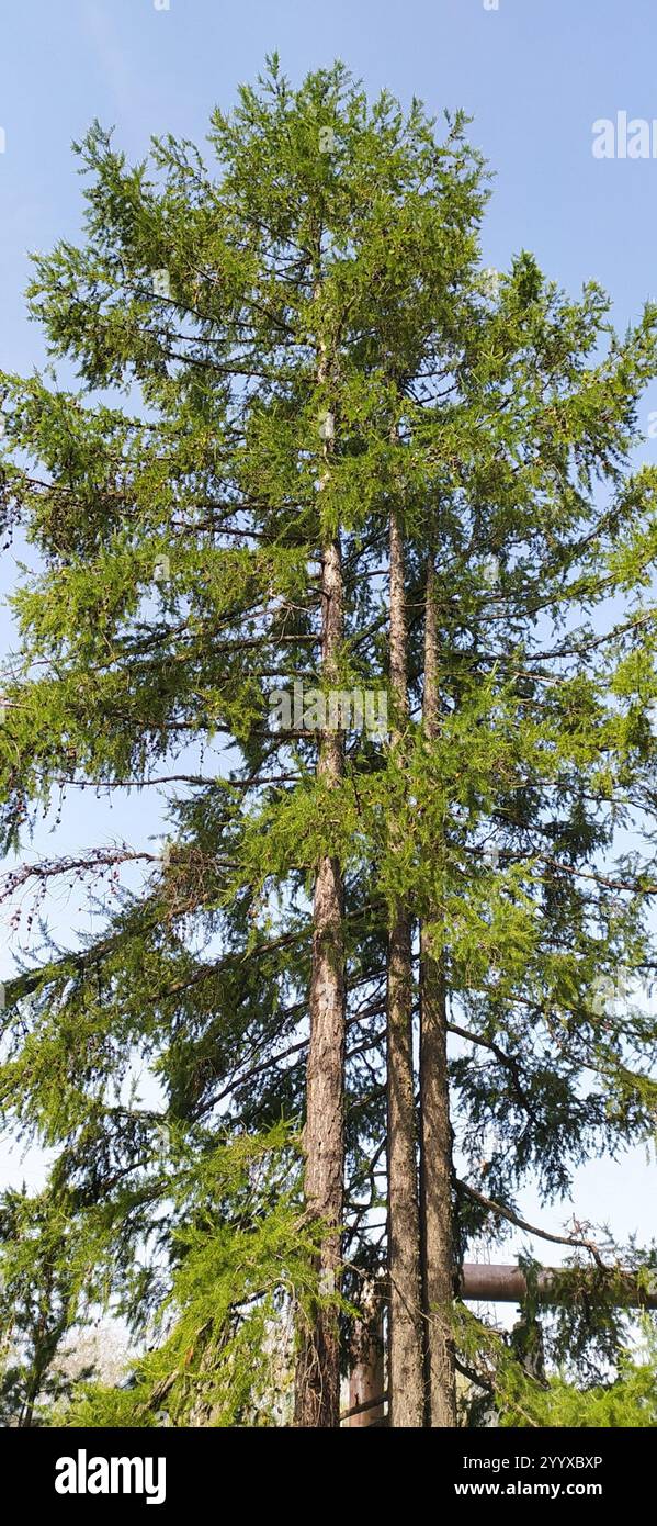 Siberian larch (Larix sibirica Stock Photo - Alamy