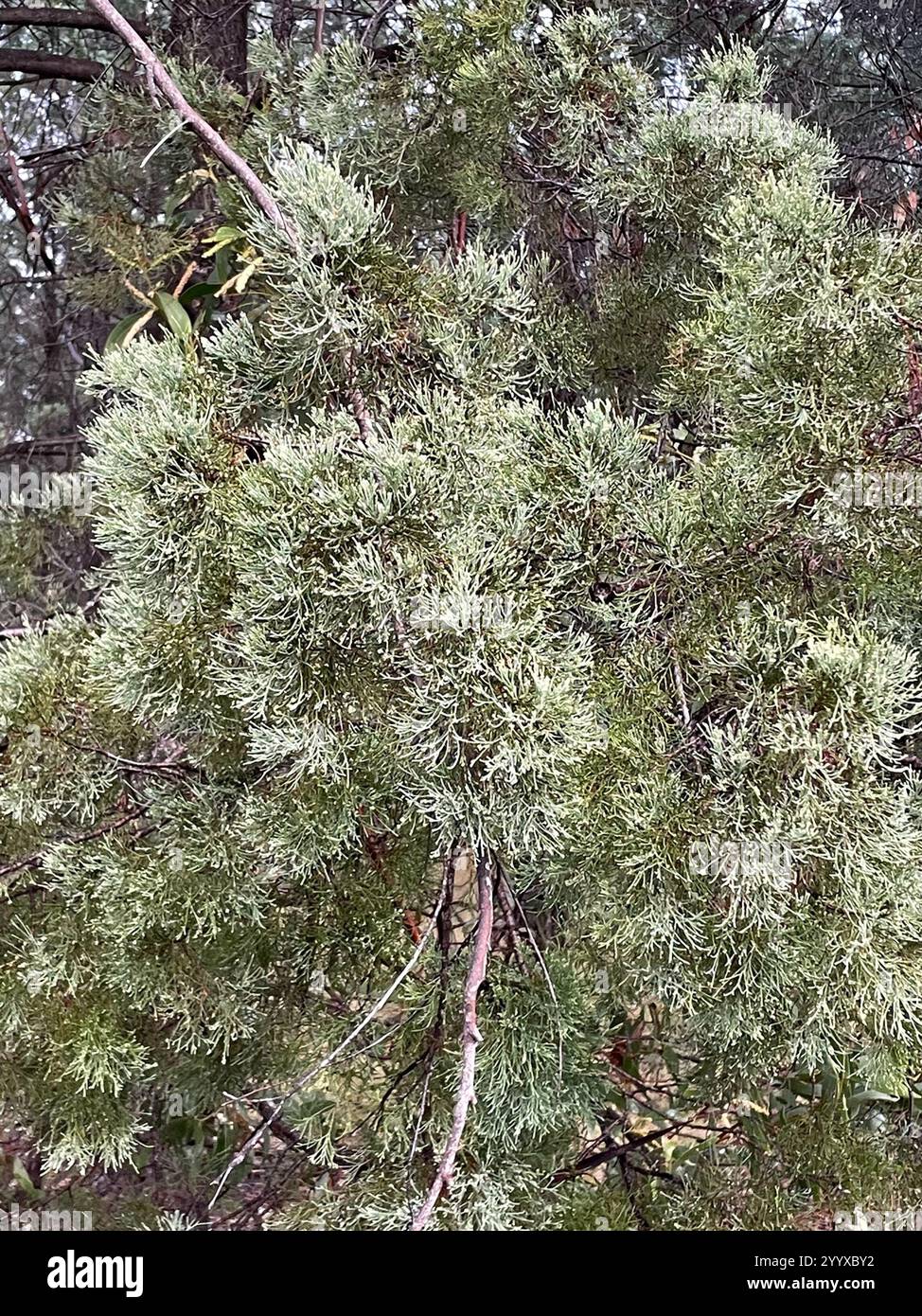 White Cypress-pine (Callitris glaucophylla Stock Photo - Alamy