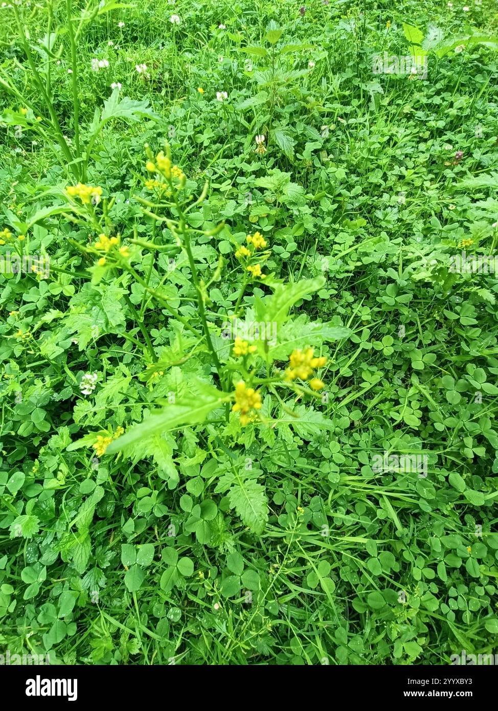 Bog Yellowcress (Rorippa palustris Stock Photo - Alamy
