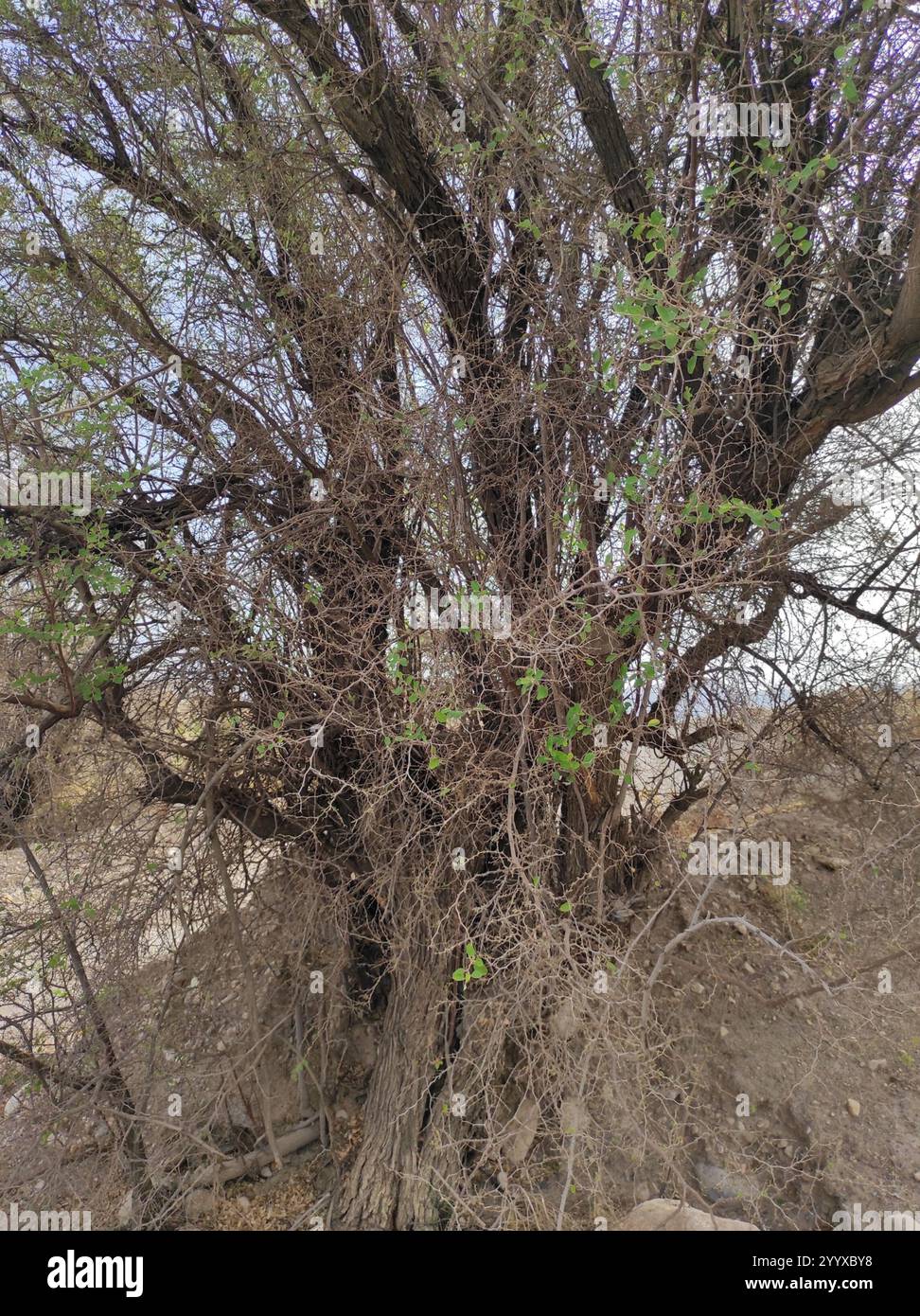 Ziziphus spina christi hi-res stock photography and images - Alamy