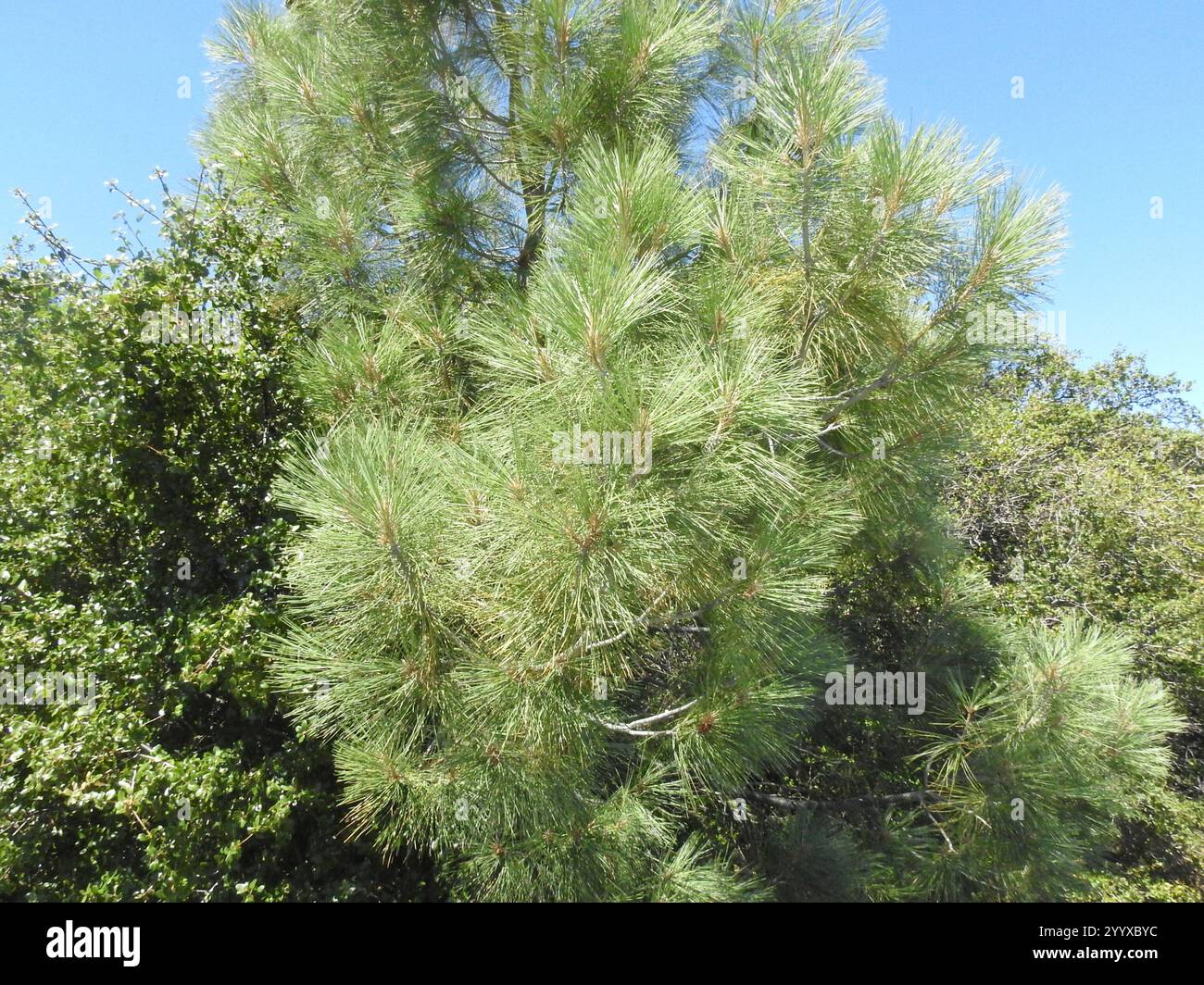 gray pine (Pinus sabiniana Stock Photo - Alamy