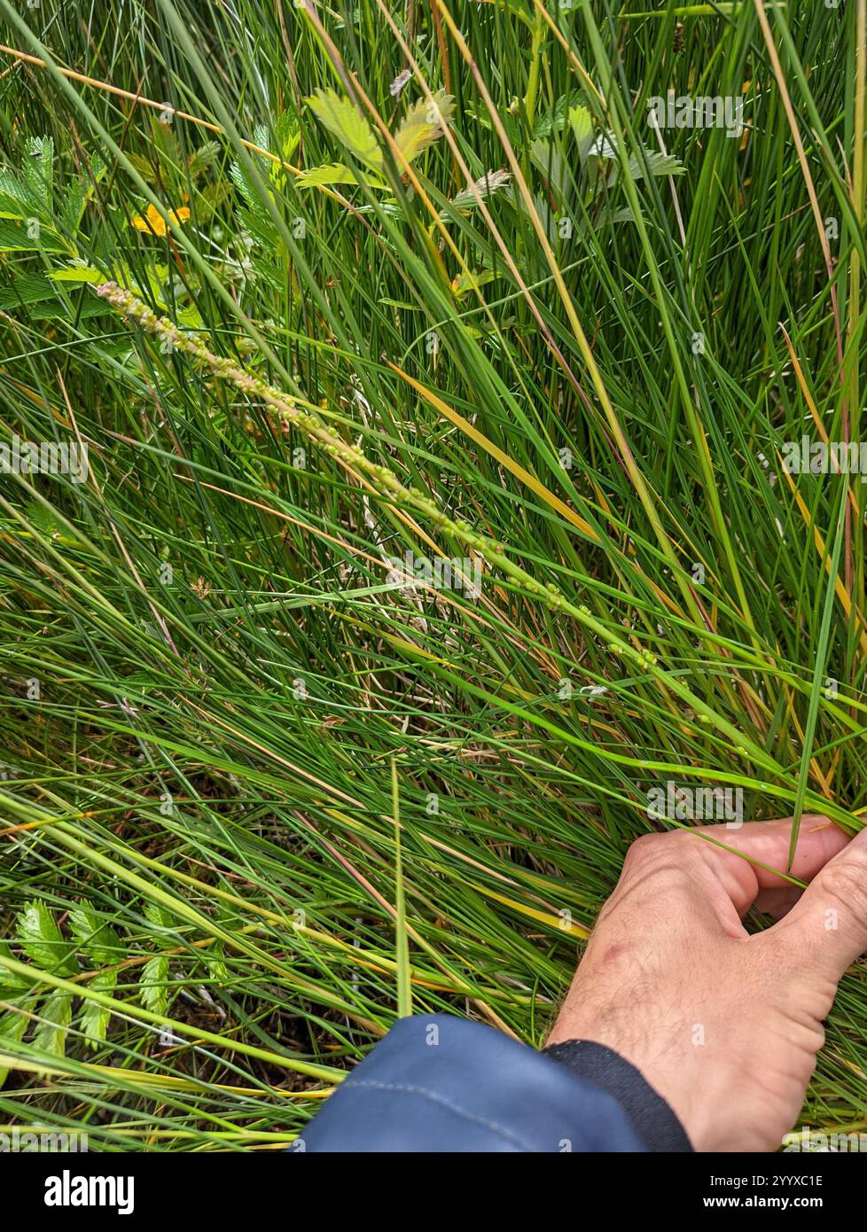common arrowgrass (Triglochin maritima Stock Photo - Alamy