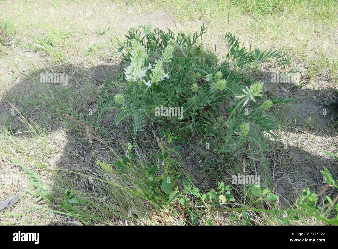 Racemose Milkvetch (Astragalus racemosus Stock Photo - Alamy