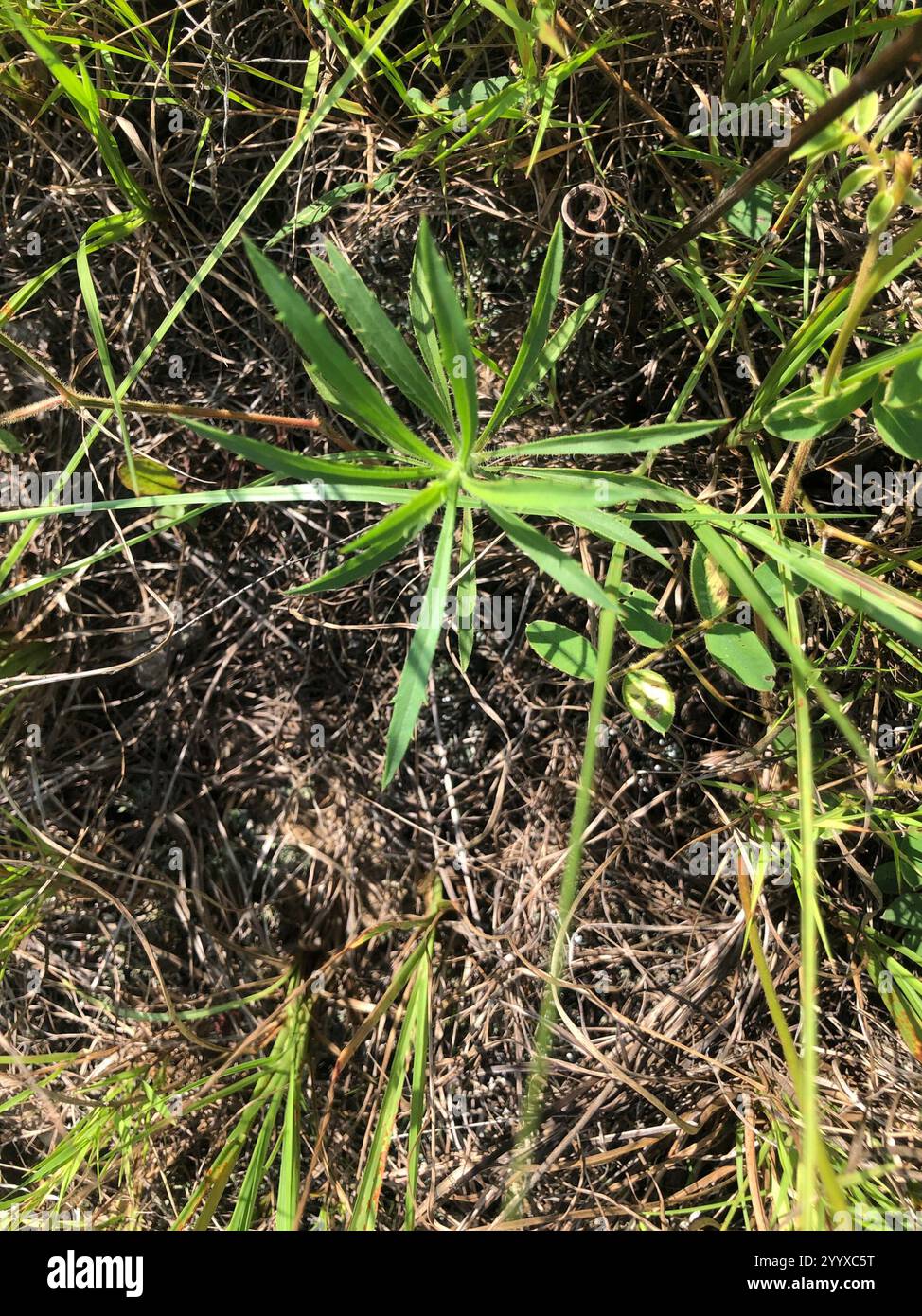 Slender Scratch Daisy (Croptilon divaricatum Stock Photo - Alamy