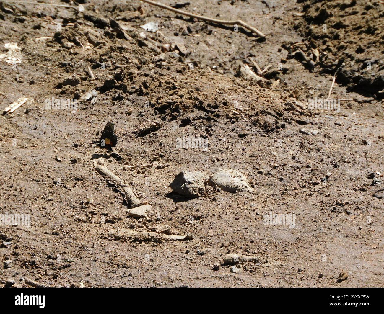 Rosita patch hi-res stock photography and images - Alamy