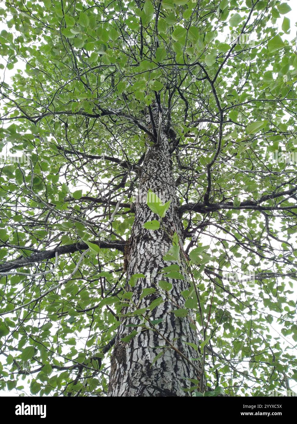 balsam poplar (Populus balsamifera Stock Photo - Alamy