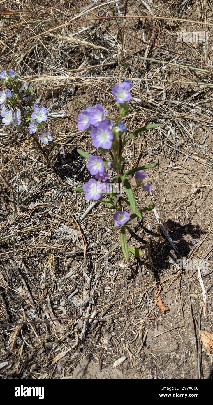 Linearleaf Phacelia (Phacelia linearis Stock Photo - Alamy